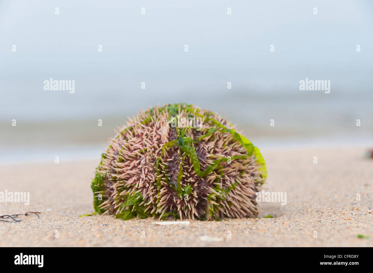 Sea urchin (Echinus esculentus) washed up on a Scottish beach Stock ...