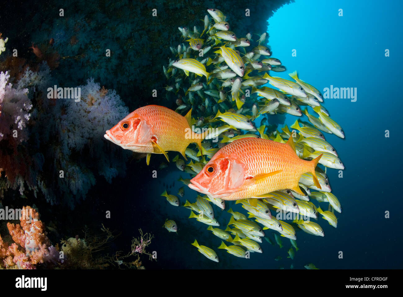 Sabre High Resolution Stock Photography and Images - Alamy