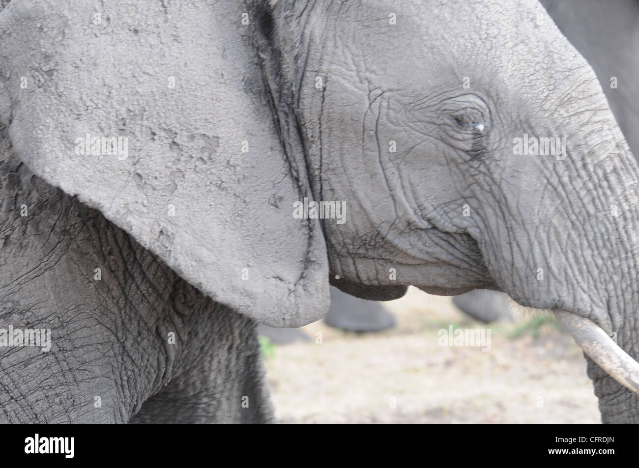 adolescent elephant closeup Stock Photo - Alamy