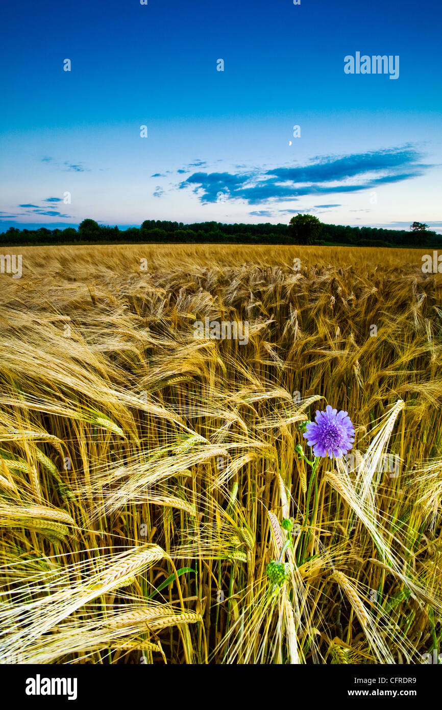 Norfolk countryside photograph of a cornflower in field of barley ...
