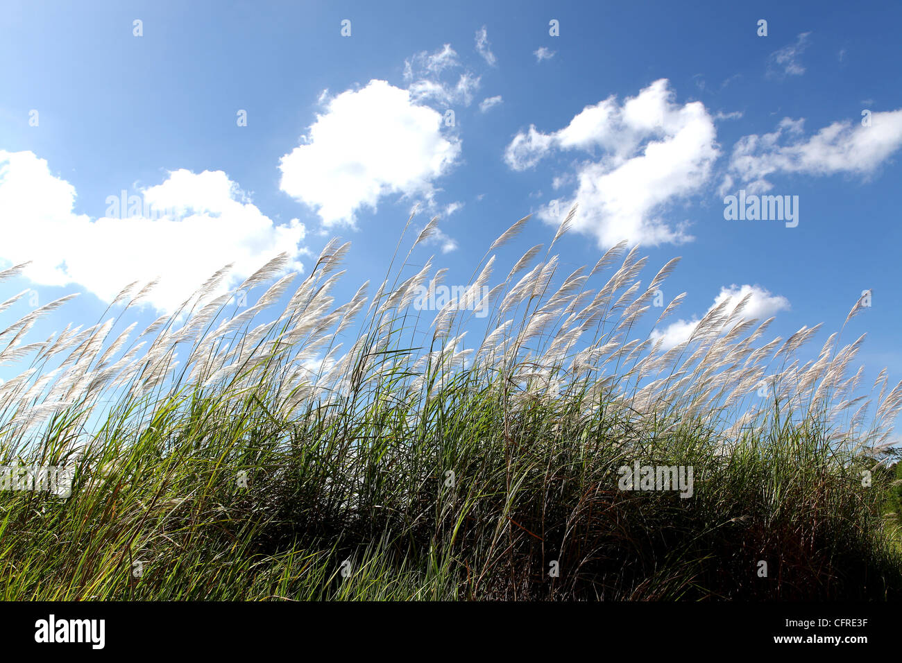Field weeds hi-res stock photography and images - Alamy