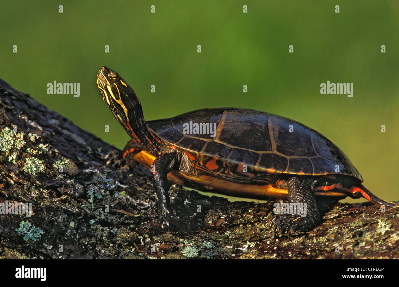 Eastern Painted Turtle (Chrysemys p. picta), Nova Scotia Stock Photo ...