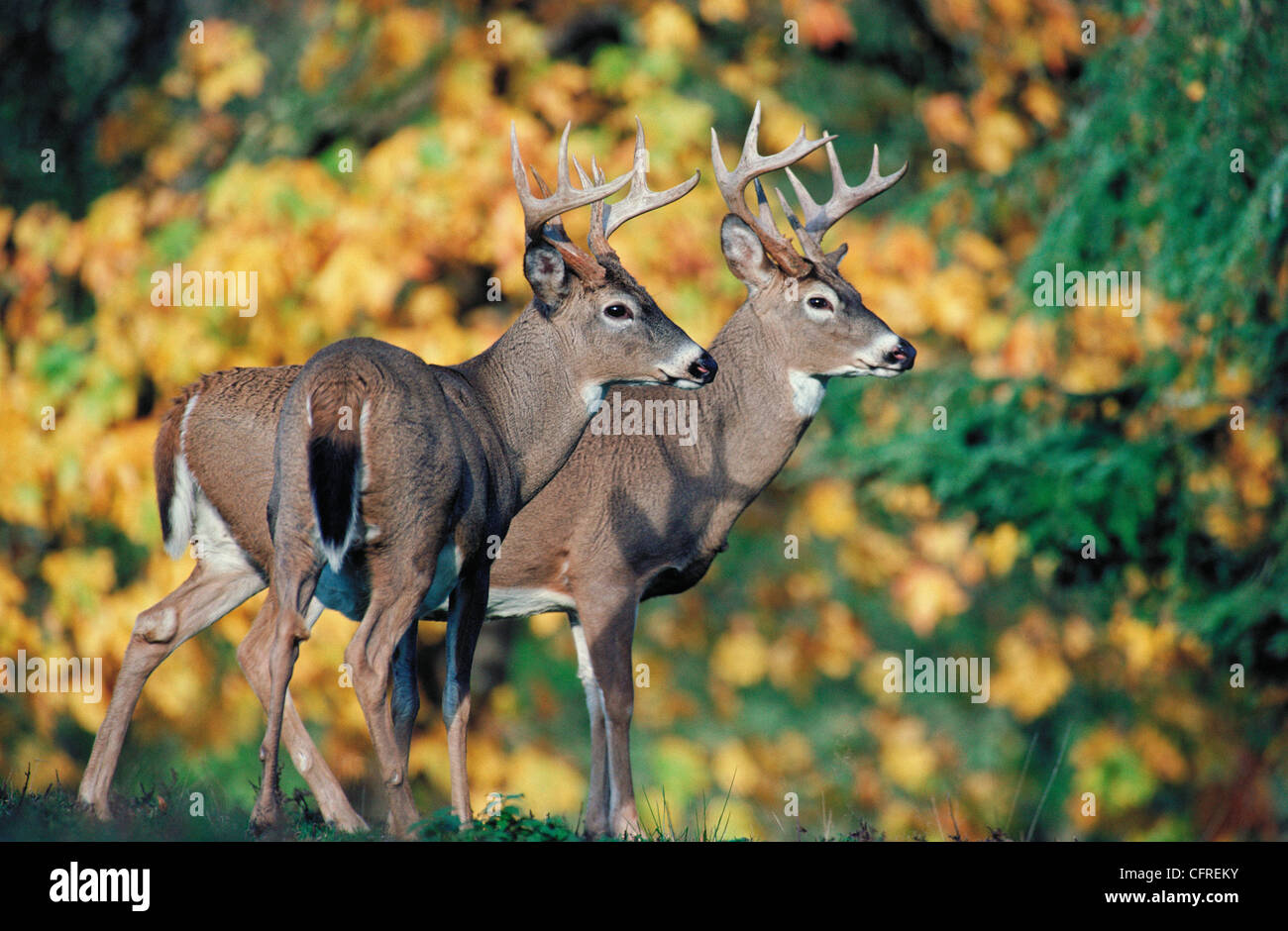 White-tailed Deer (Odocoileus virginianus), North America Stock Photo ...