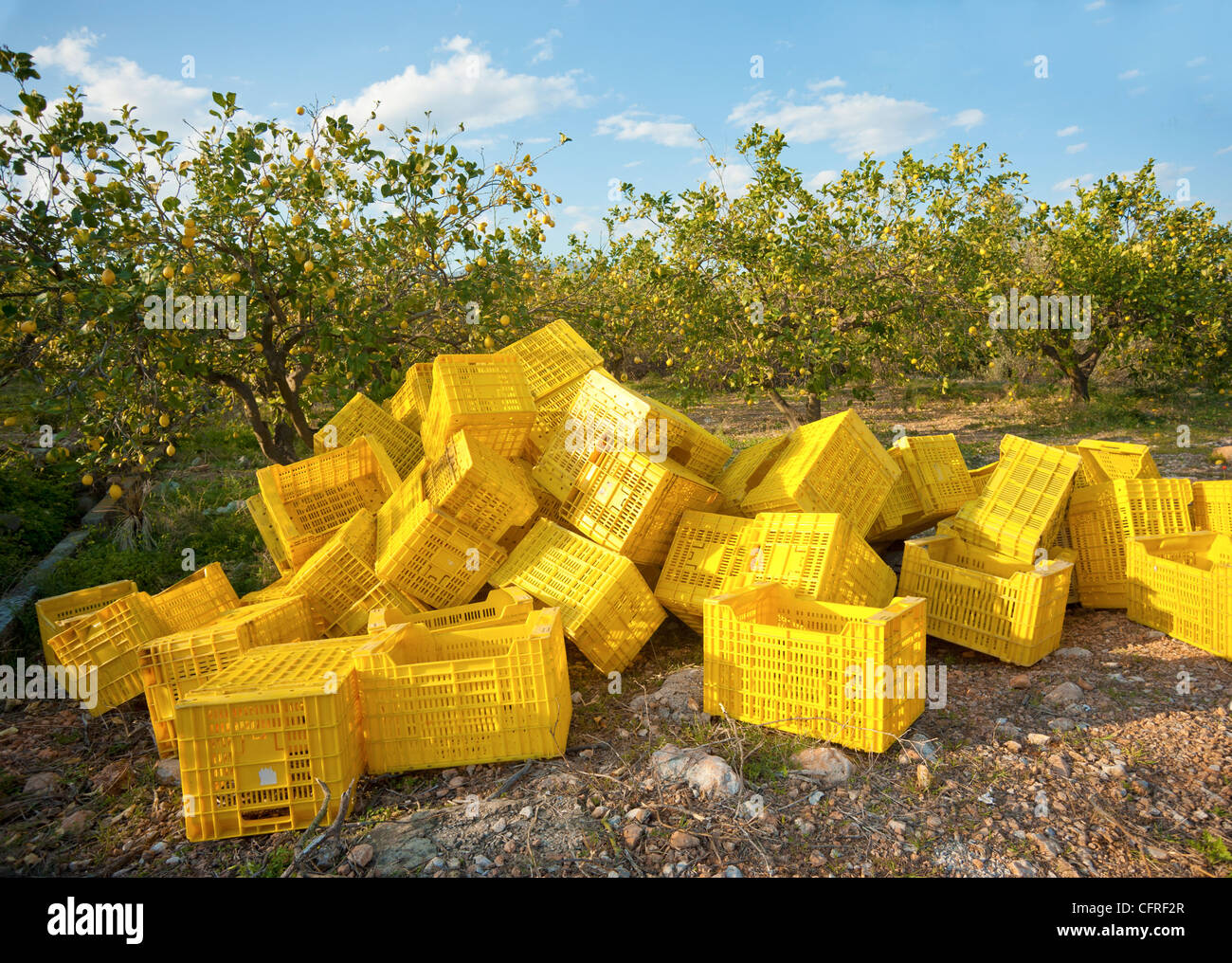 Crates ready to harvest the lemon crop Stock Photo - Alamy