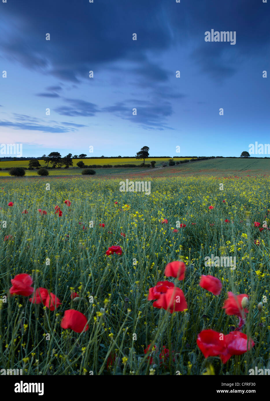 A beautiful field of wild flowers at Ringstead, Norfolk, England ...