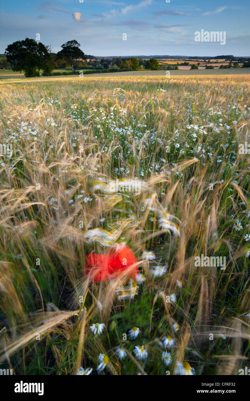 A summer evening in the North Norfolk countryside near Letheringsett ...