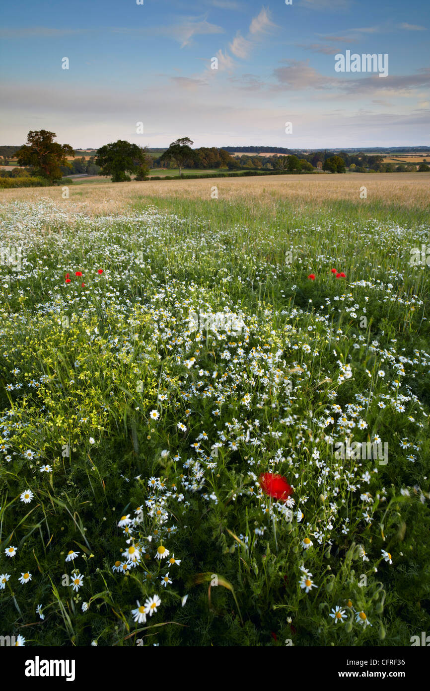 Letheringsett hi-res stock photography and images - Alamy