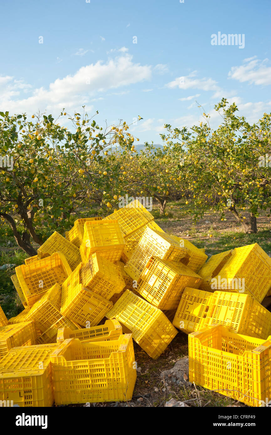 Crates piled up ready for the lemon harvest Stock Photo - Alamy