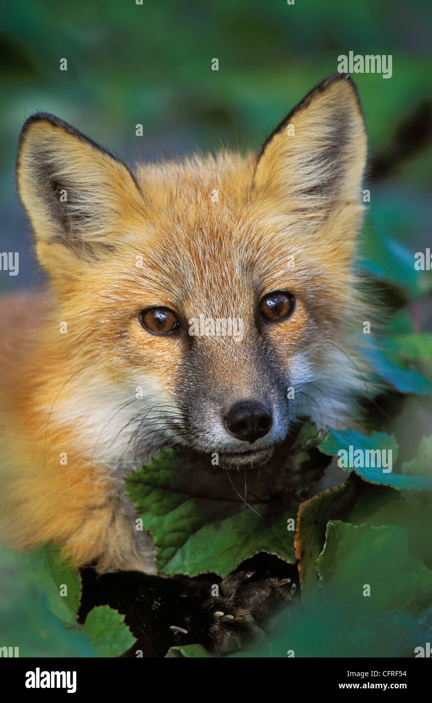 Red Fox (Vulpes vulpes), Gros Morne National Park, Newfoundland Stock ...