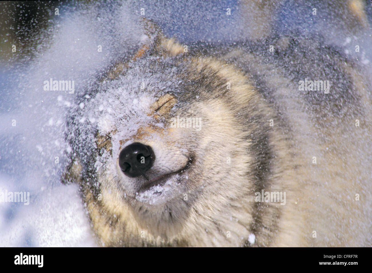 Wolf Pics High Resolution Stock Photography and Images - Alamy