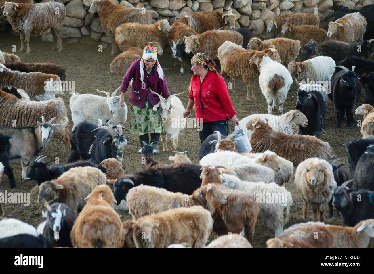 Mongolia Sheep Stock Photos & Mongolia Sheep Stock Images - Alamy