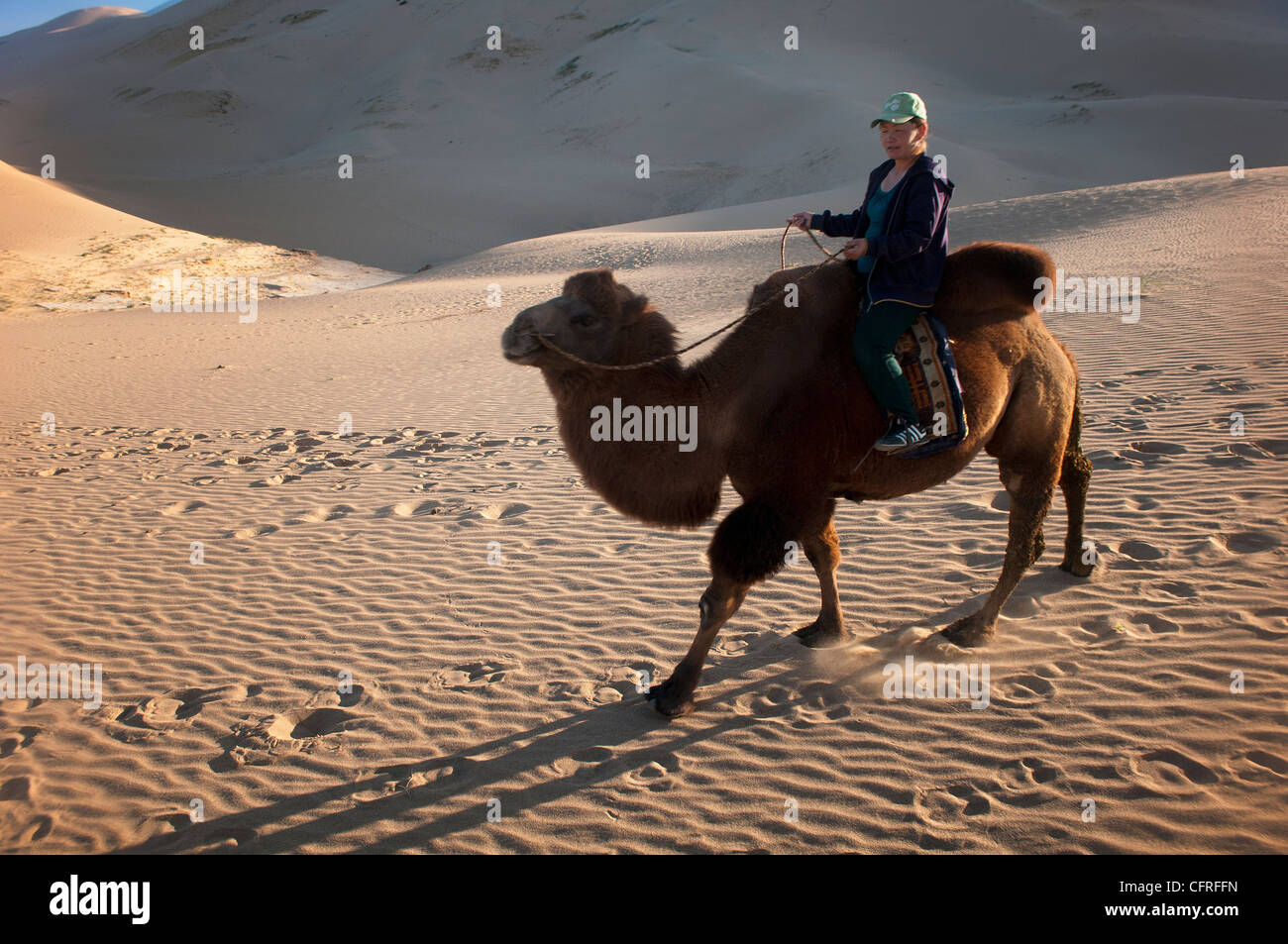 riding a twin humped Bactrian camel in the Gobi Desert of Mongolia ...