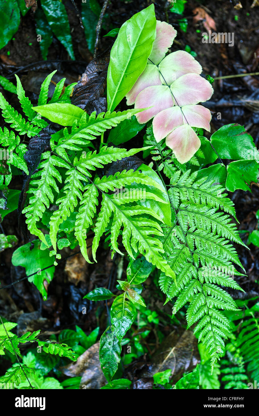 Triassic Fern