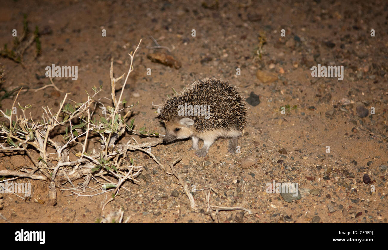 a long-eared hedgehog (Hemiechinus auritus) in the Gobi Desert of ...