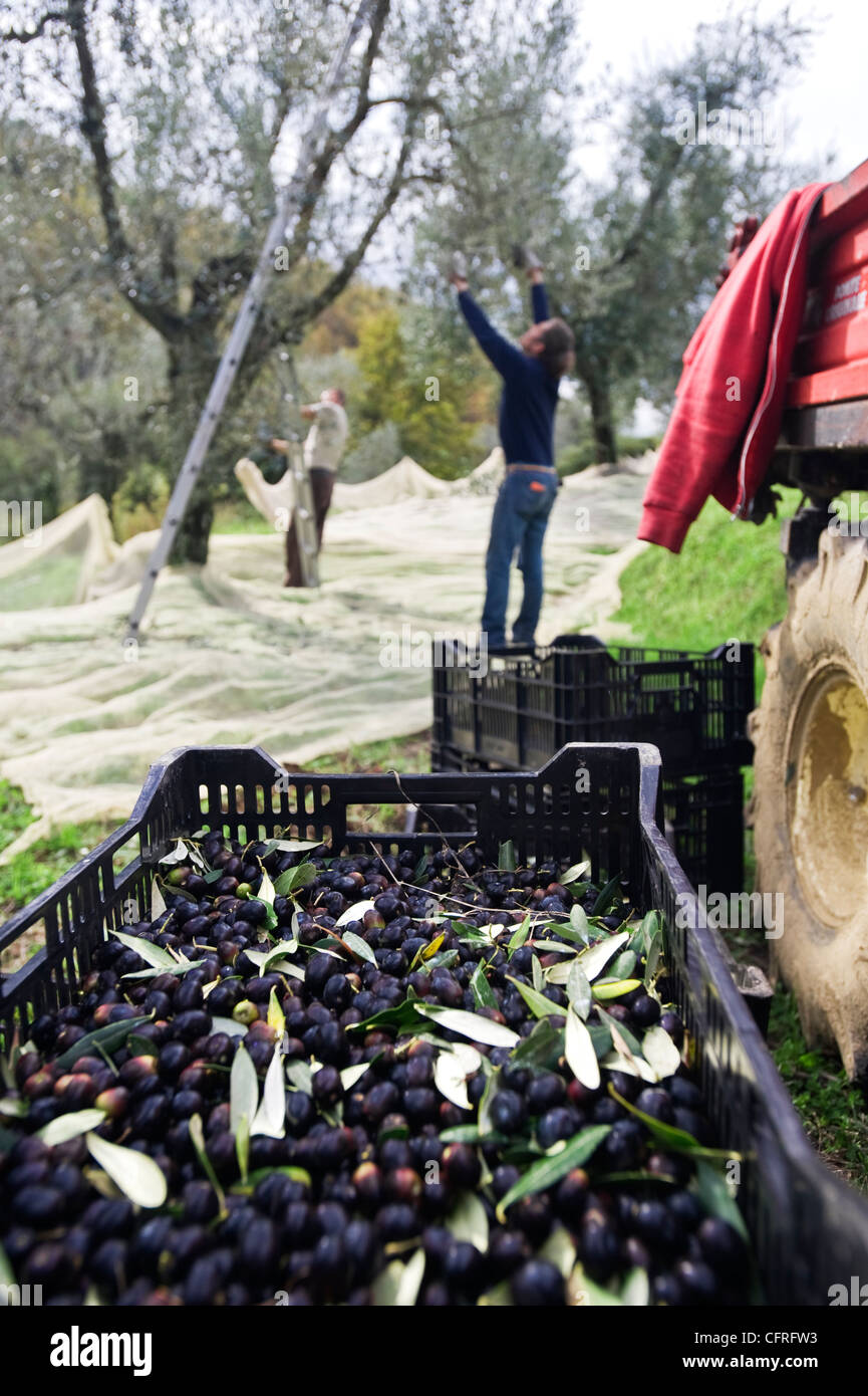 Olive harvest hi-res stock photography and images - Alamy