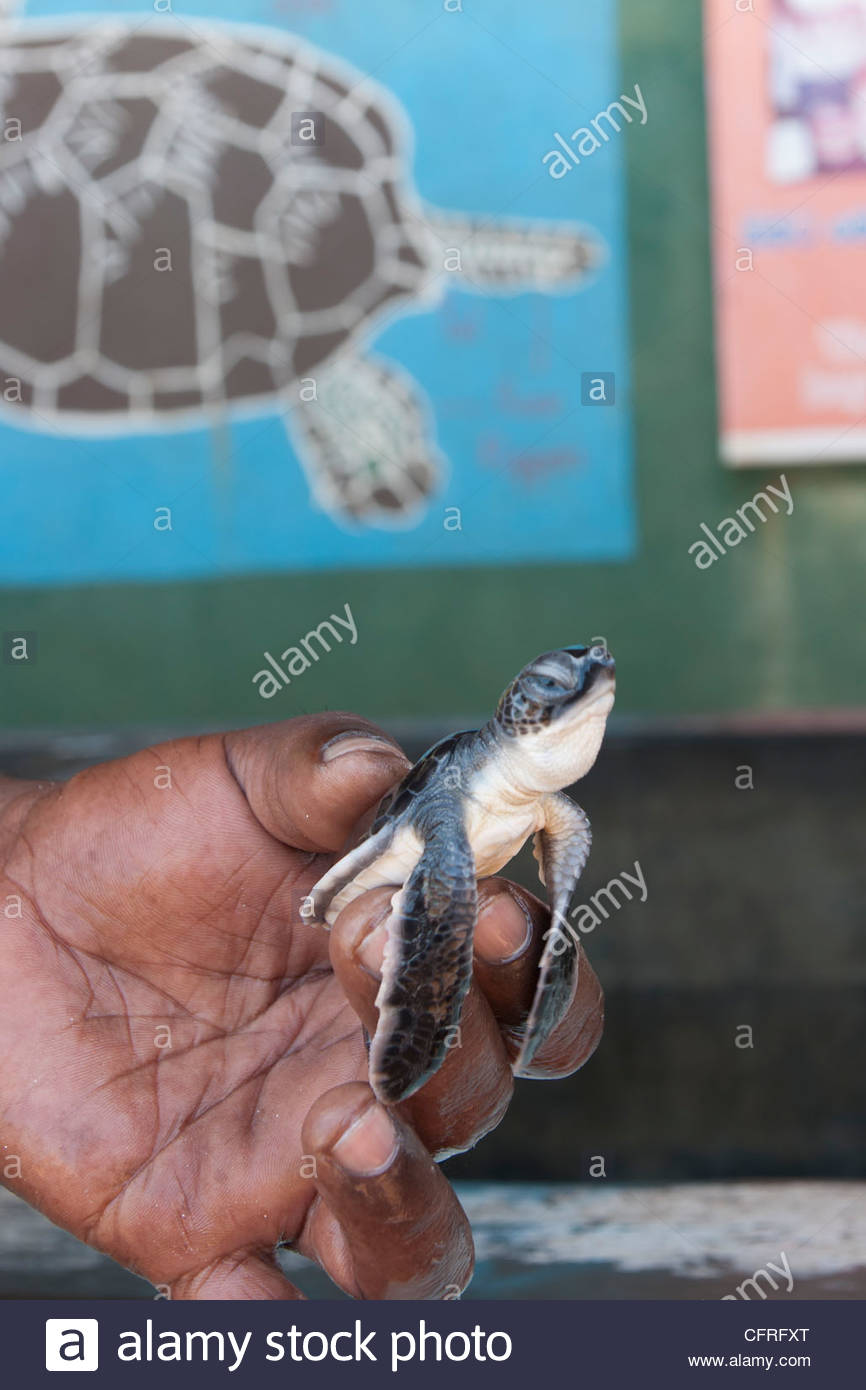 Kosgoda Stock Photos & Kosgoda Stock Images - Alamy