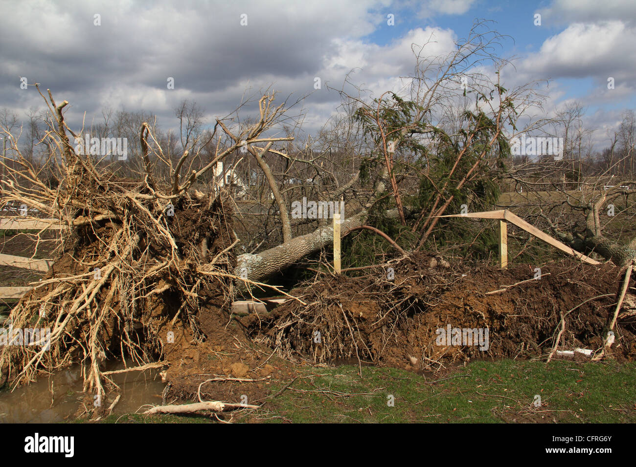 Tornado damage trees Moscow Ohio Stock Photo - Alamy