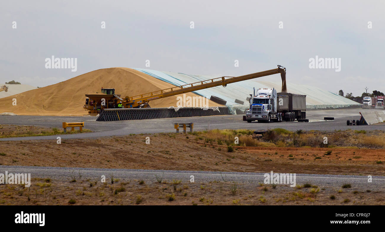 Wheat being loaded onto lorry Stock Photo - Alamy