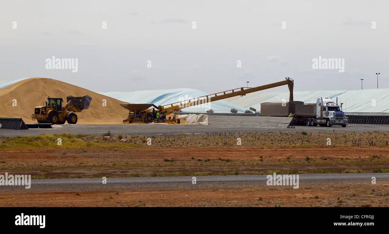Wheat being loaded onto lorry Stock Photo - Alamy
