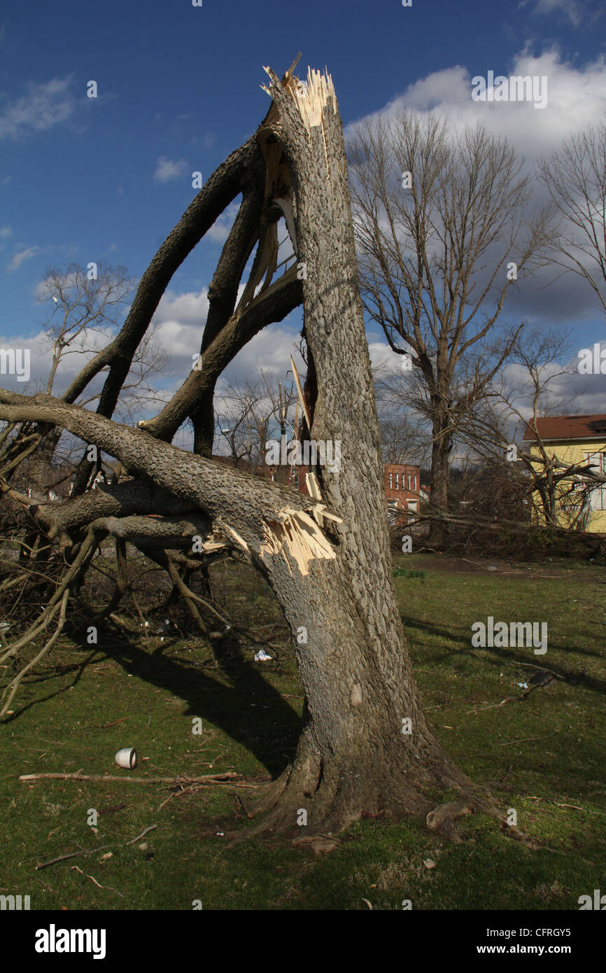 Tornado damage to trees hi-res stock photography and images - Alamy