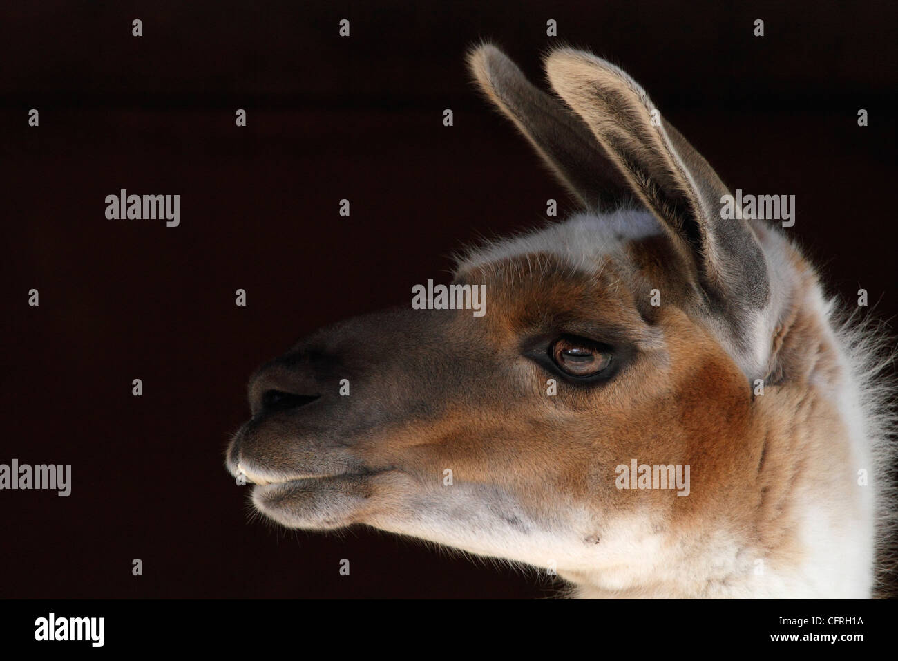 Llamas llama face hi-res stock photography and images - Alamy