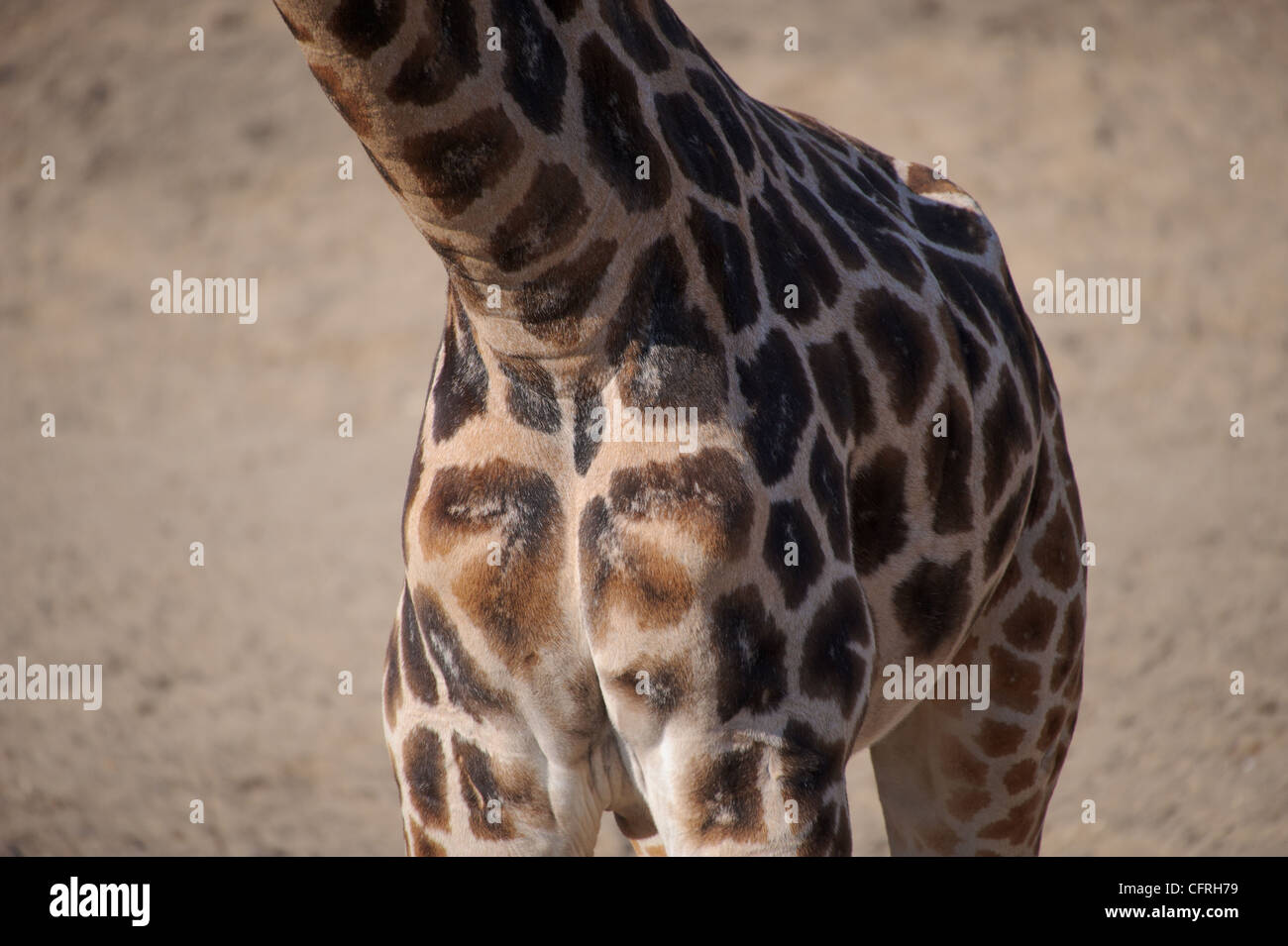 Closeup of the spots on a giraffe Stock Photo - Alamy