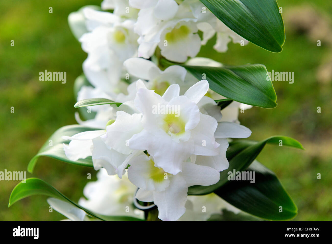 white orchid stem england uk Stock Photo - Alamy