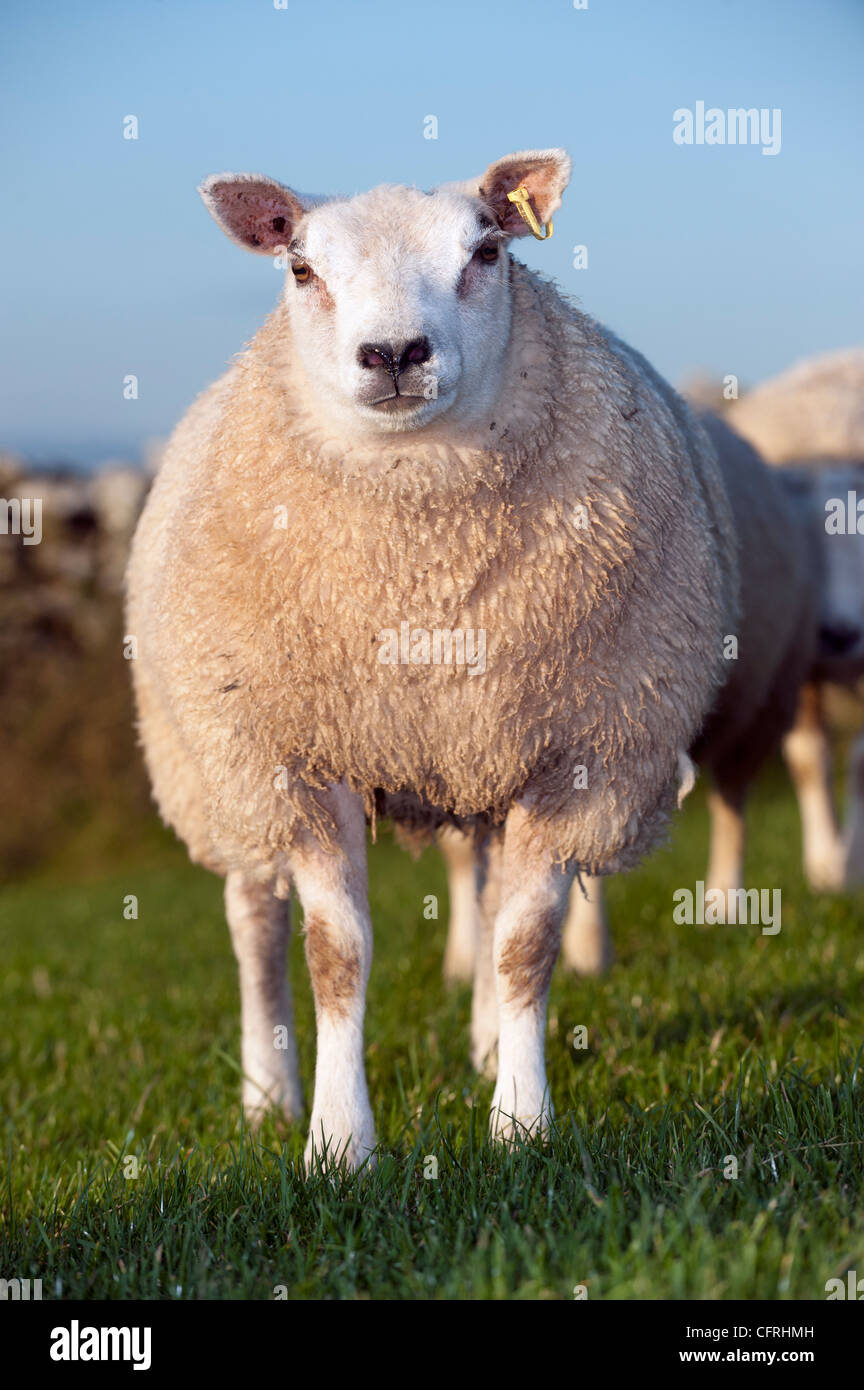 Fat sheep hi-res stock photography and images - Alamy