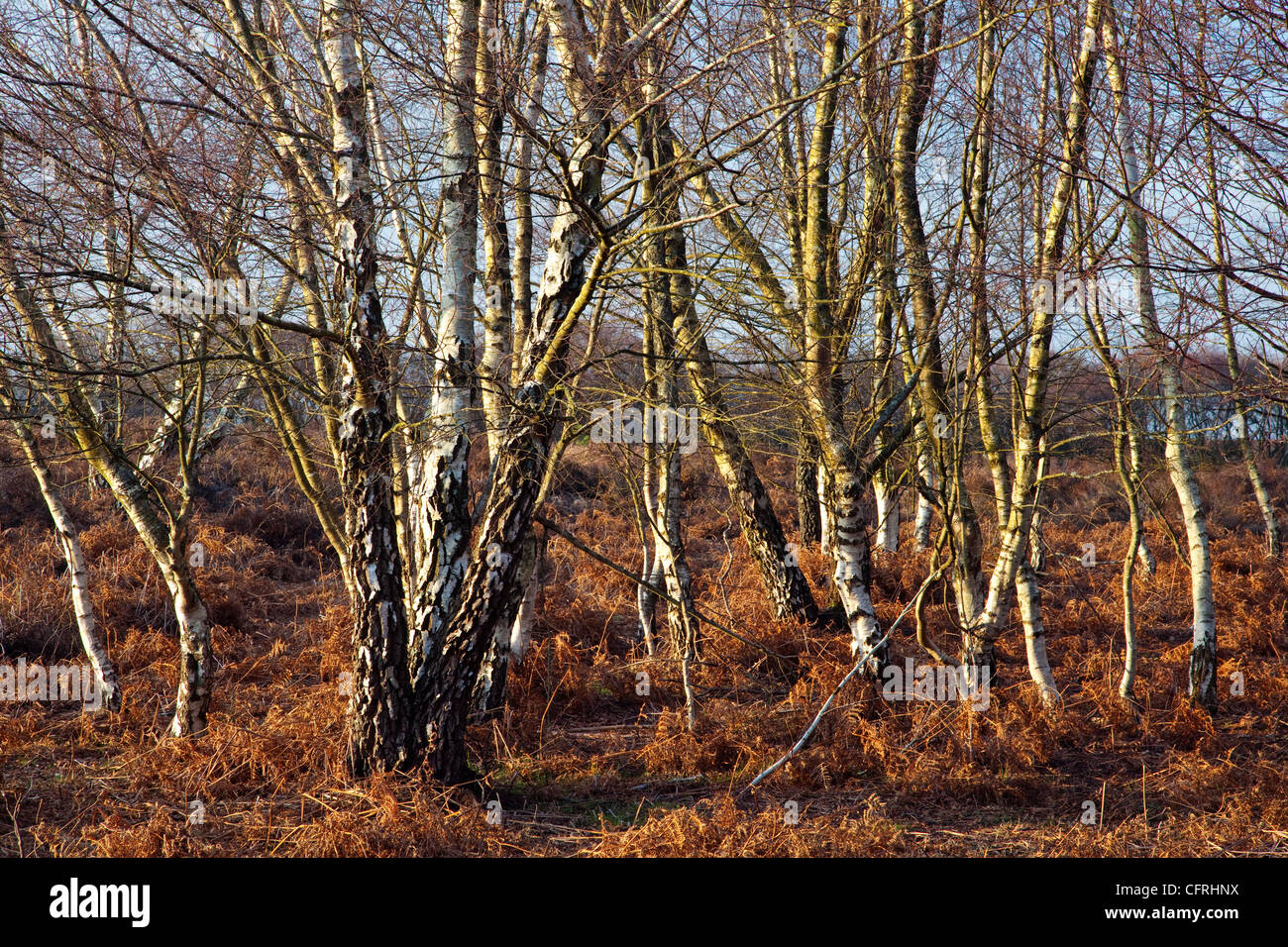Silver birch trees in group hi-res stock photography and images - Alamy