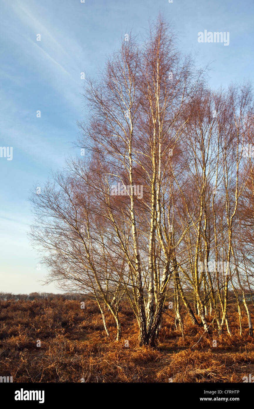 Silver birch trees in group hi-res stock photography and images - Alamy