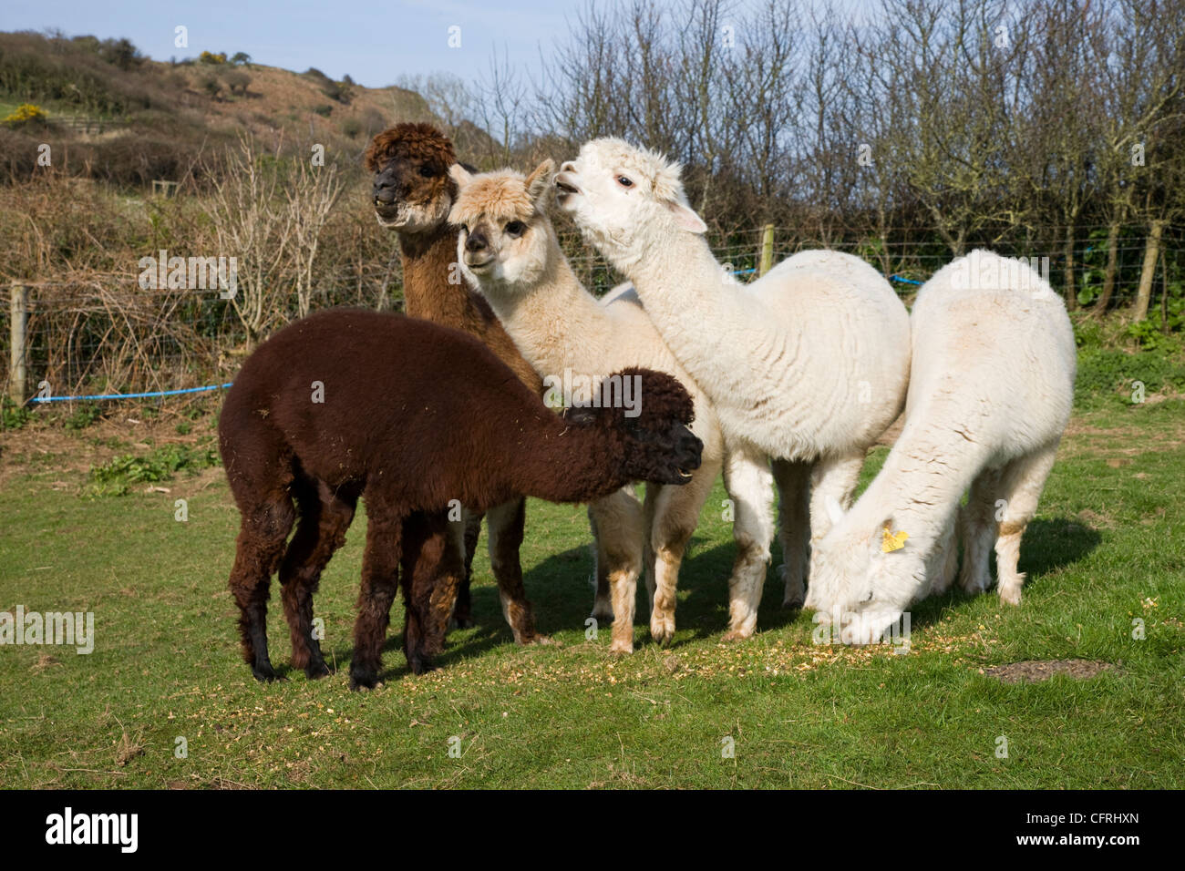 Group of Alpacas in a field Stock Photo - Alamy
