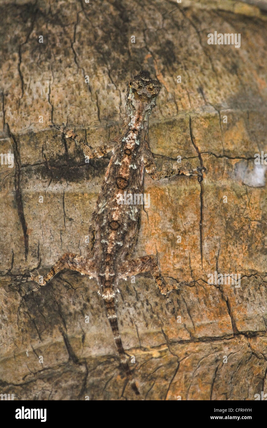 Flying dragon lizard draco hi-res stock photography and images - Alamy