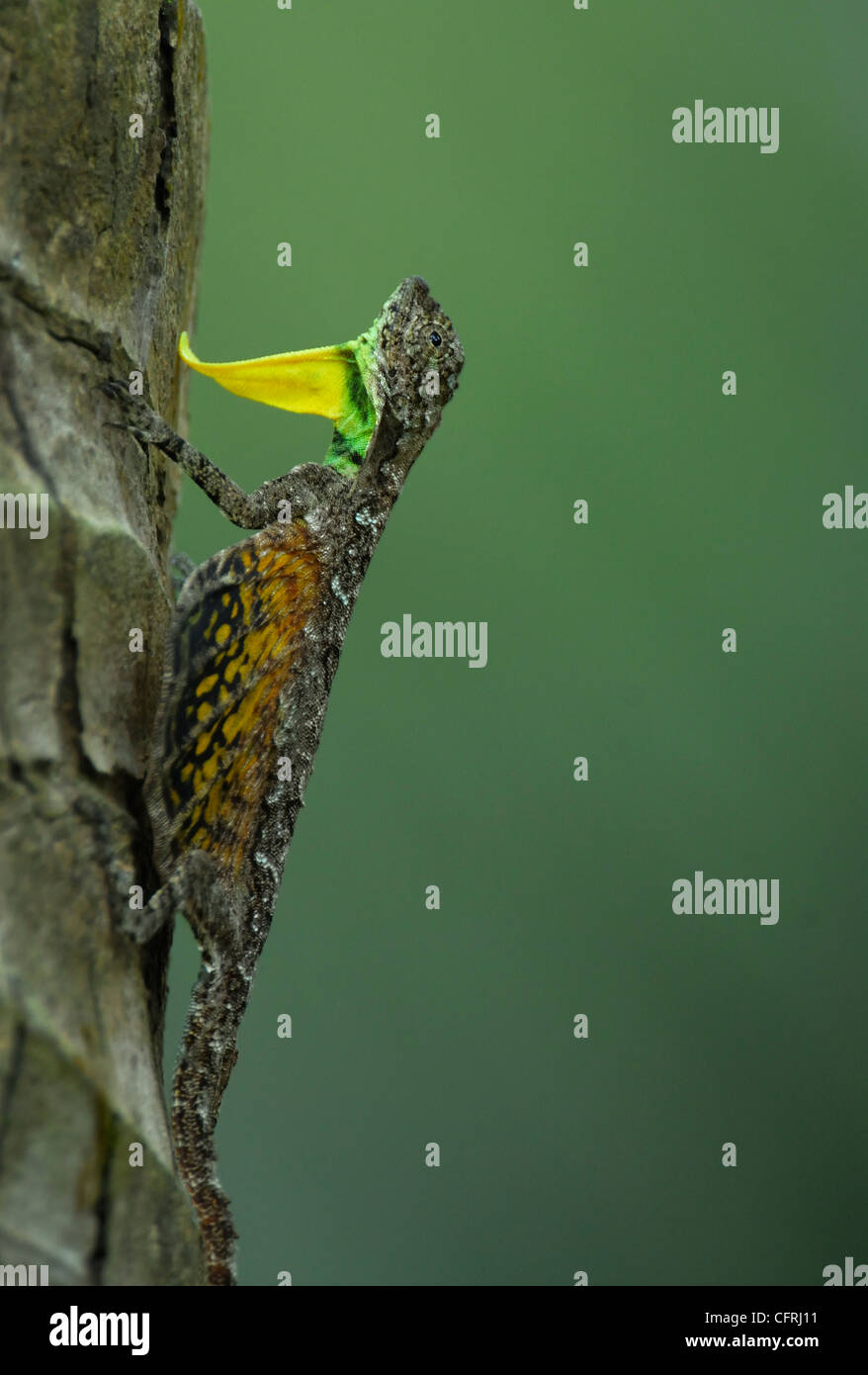 Draco lizard hi-res stock photography and images - Alamy