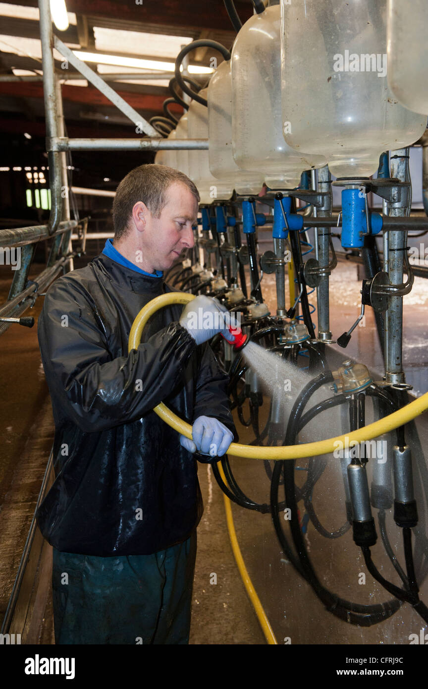 Dairy farmer cleaning out milking parlour after milking Stock Photo - Alamy