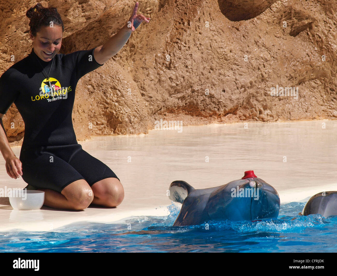 DOLPHIN SHOW AT LORO PARQUE TENERIFE Stock Photo - Alamy