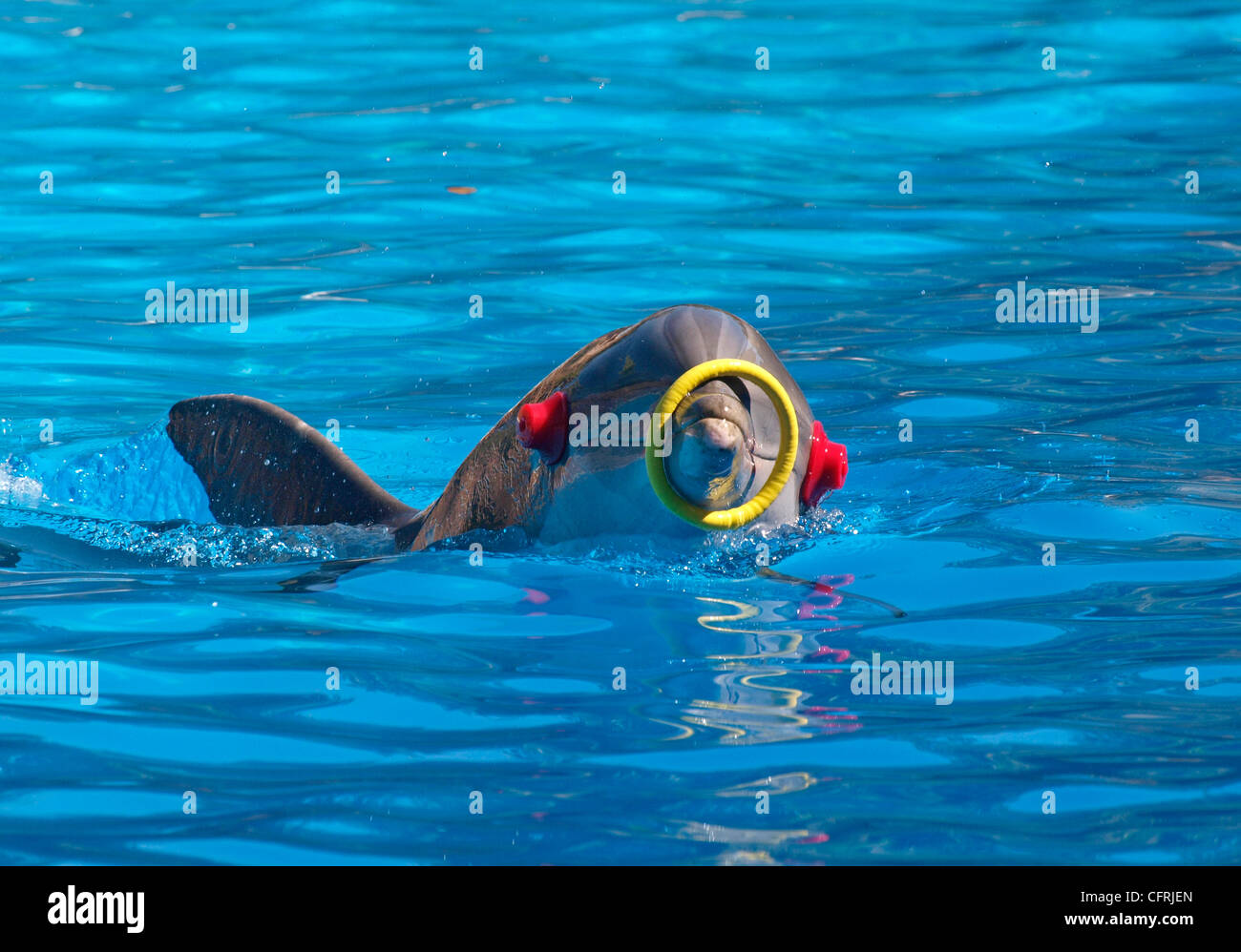 DOLPHIN SHOW AT LORO PARQUE TENERIFE Stock Photo - Alamy