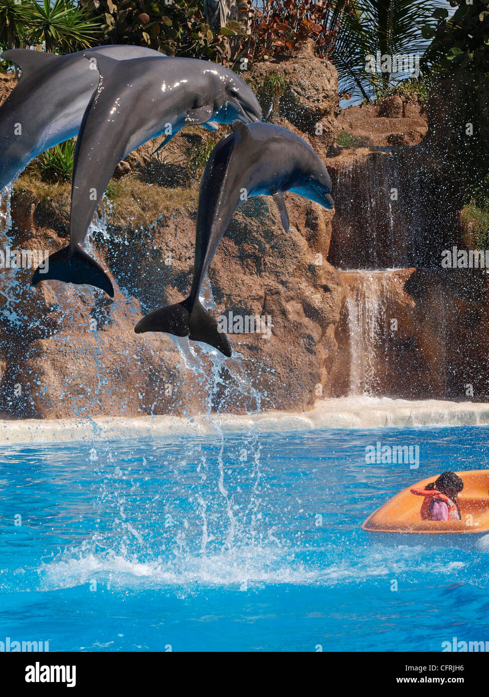 DOLPHIN SHOW AT LORO PARQUE TENERIFE Stock Photo - Alamy