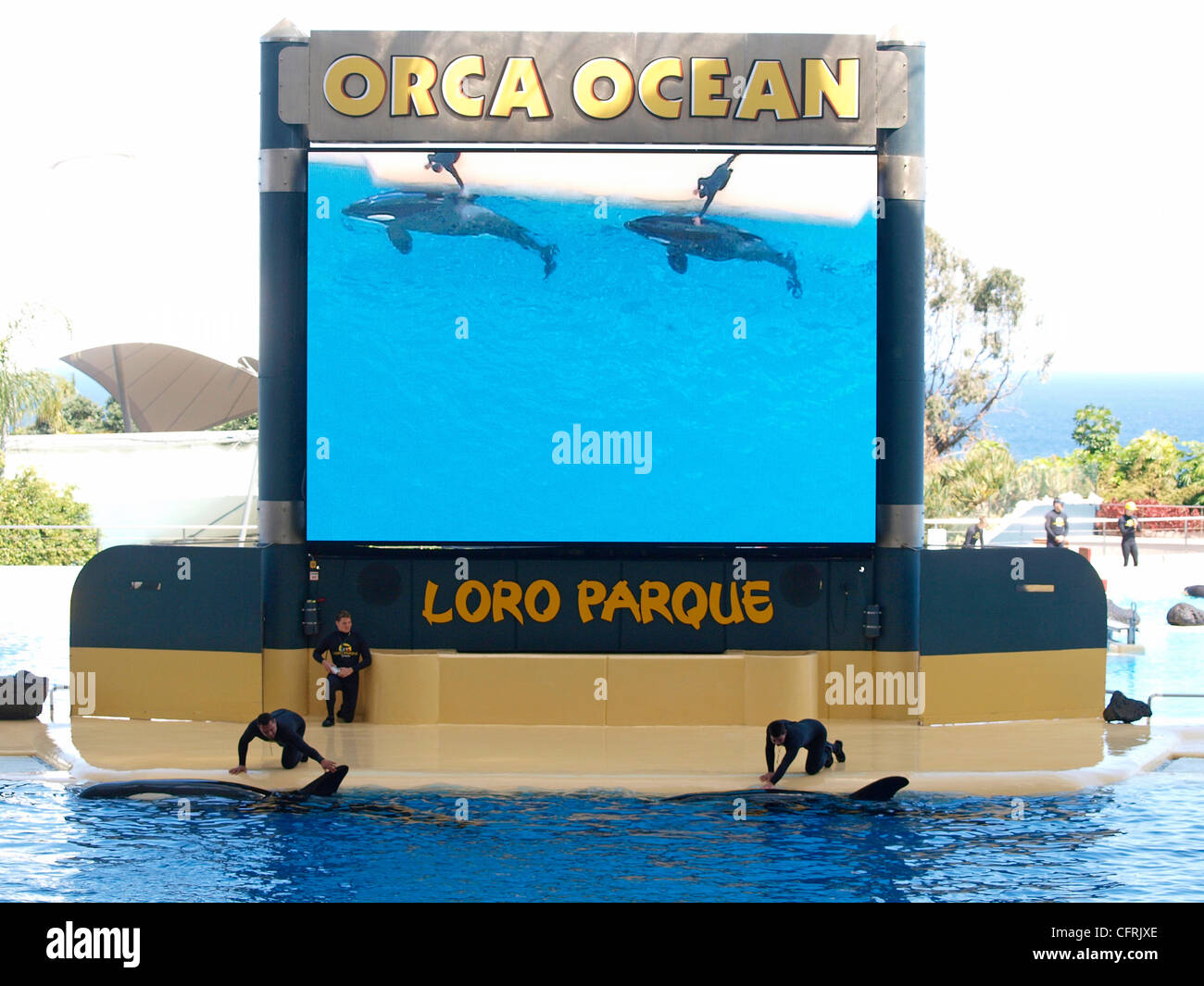 Captive orca hi-res stock photography and images - Alamy