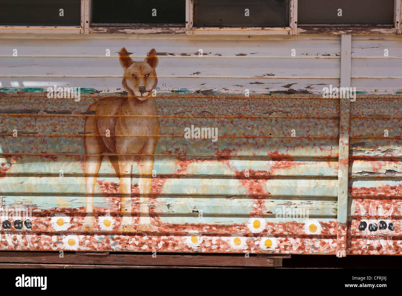 Painting of a dingo on wooden wall Stock Photo - Alamy