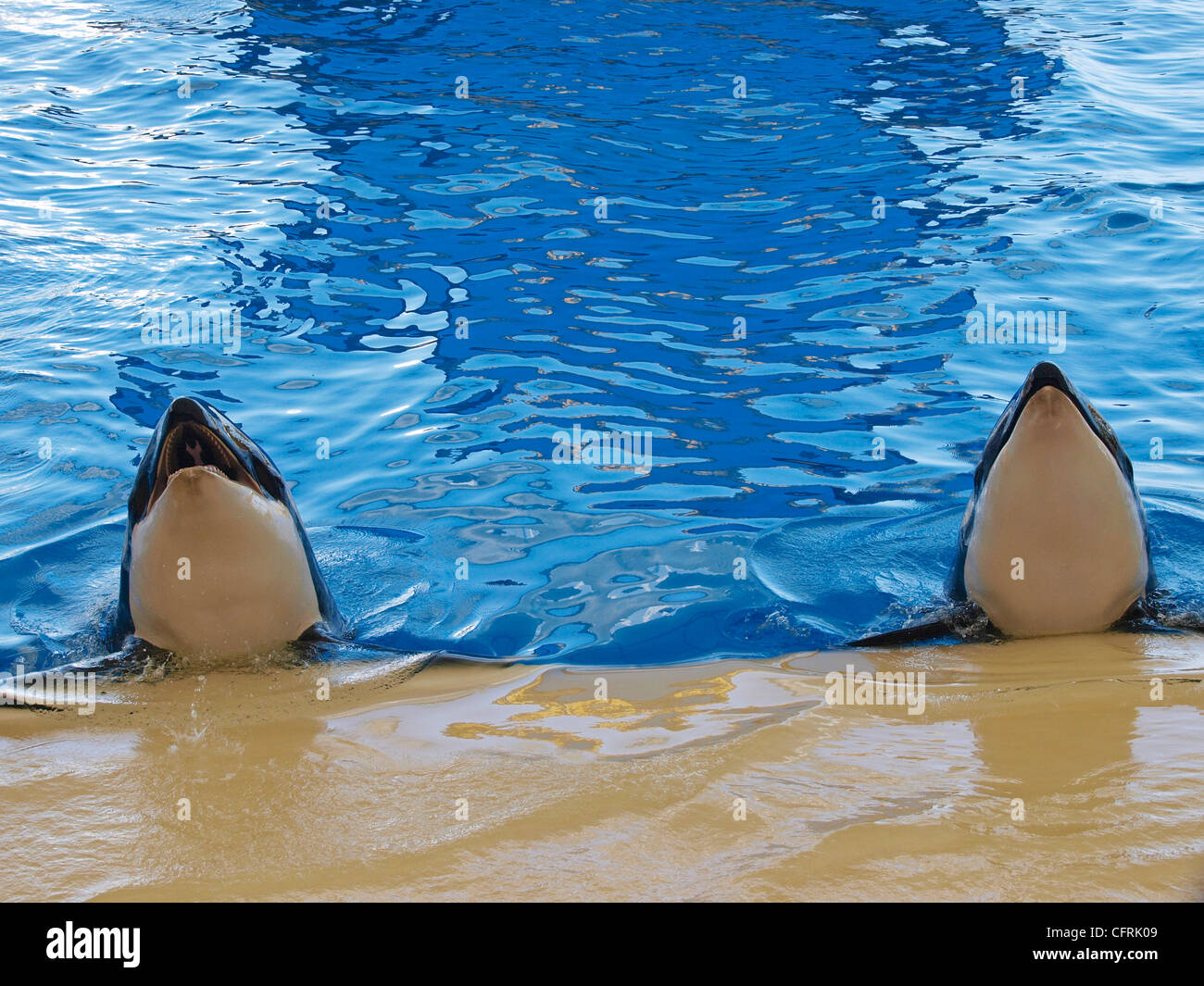 TWO ORCA PERFORMING AT THE LORO PARQUE PUERTO DE LA CRUZ TENERIFE SPAIN ...