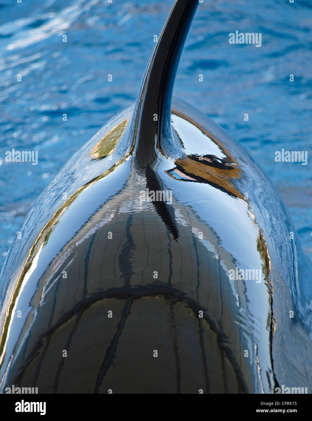 ORCA CLOSEUP WITH SHINY REFLECTION ON BACK LORO PARQUE PUERTO DE LA ...