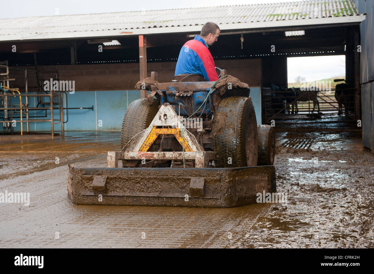 Farmer on tractor cleaning cattle yard with scraper Stock Photo - Alamy