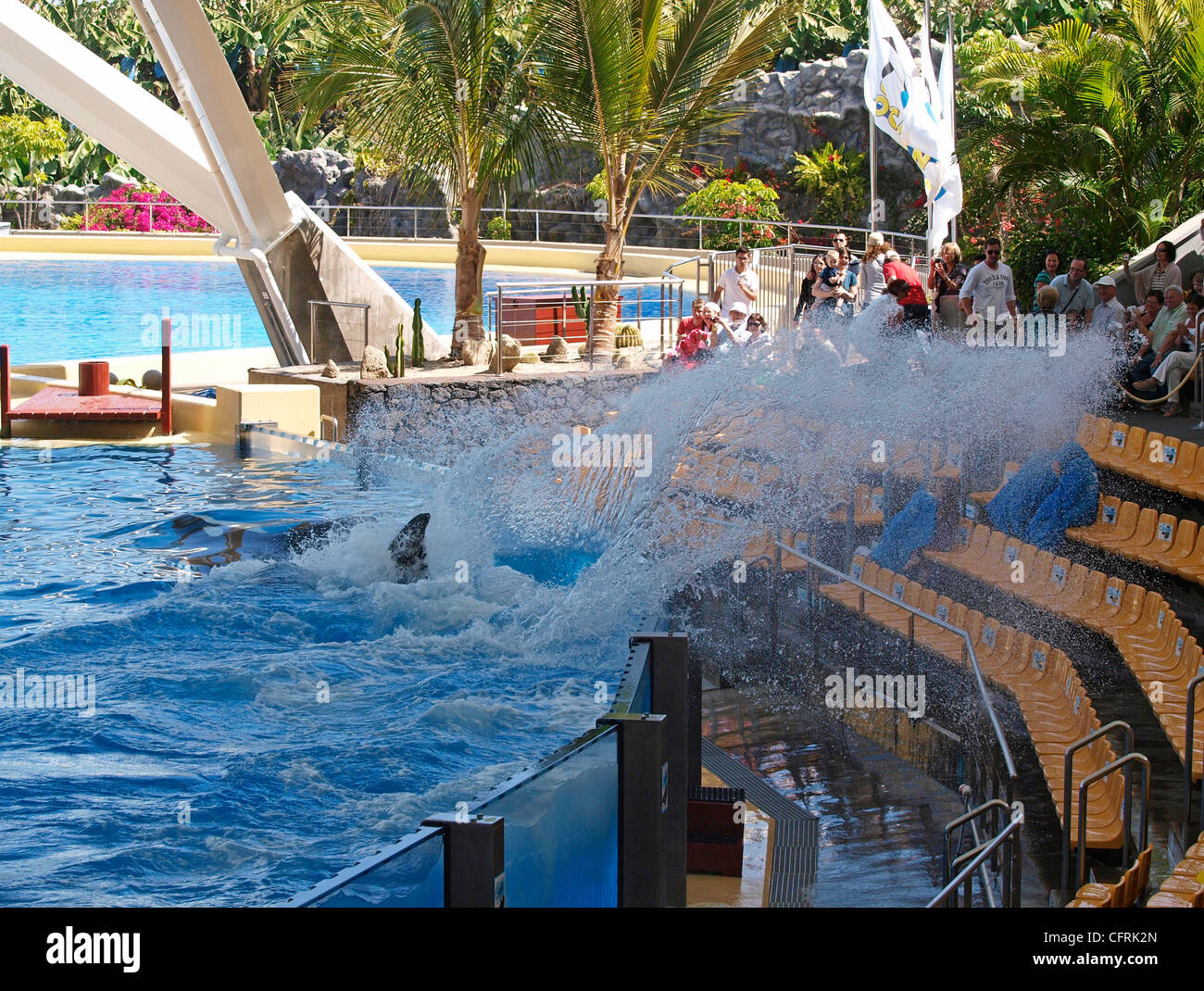 ORCA PERFORMING AND WETTING THE CROWD IN SPLASH AREA AT THE LORO PARQUE ...