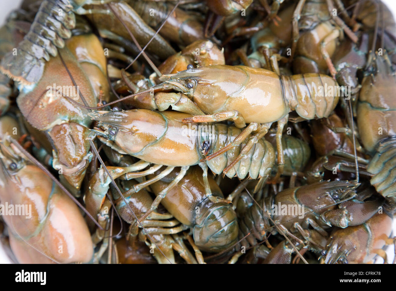 European freshwater crayfish hi-res stock photography and images - Alamy