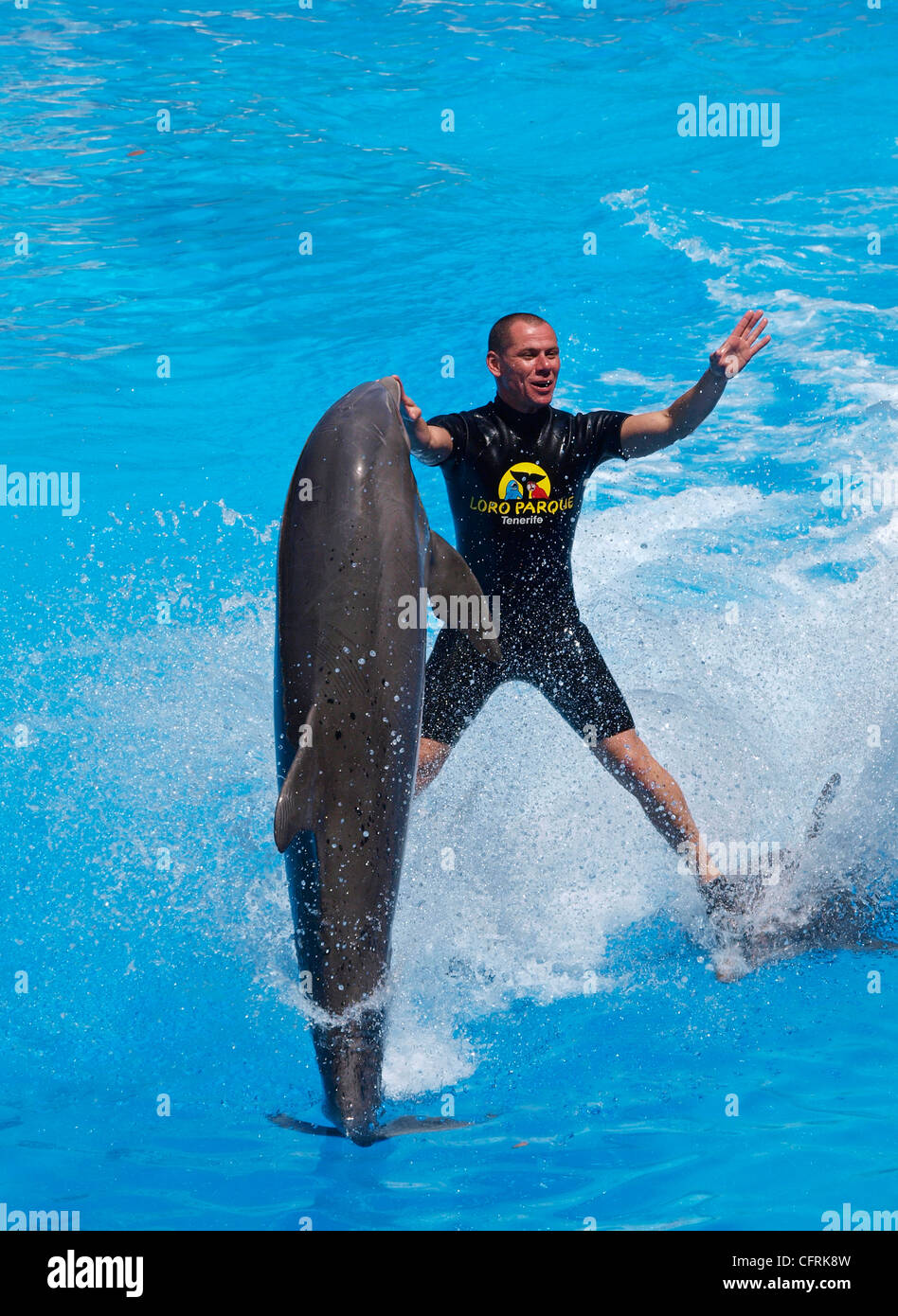 DOLPHIN SHOW AT LORO PARQUE TENERIFE Stock Photo - Alamy