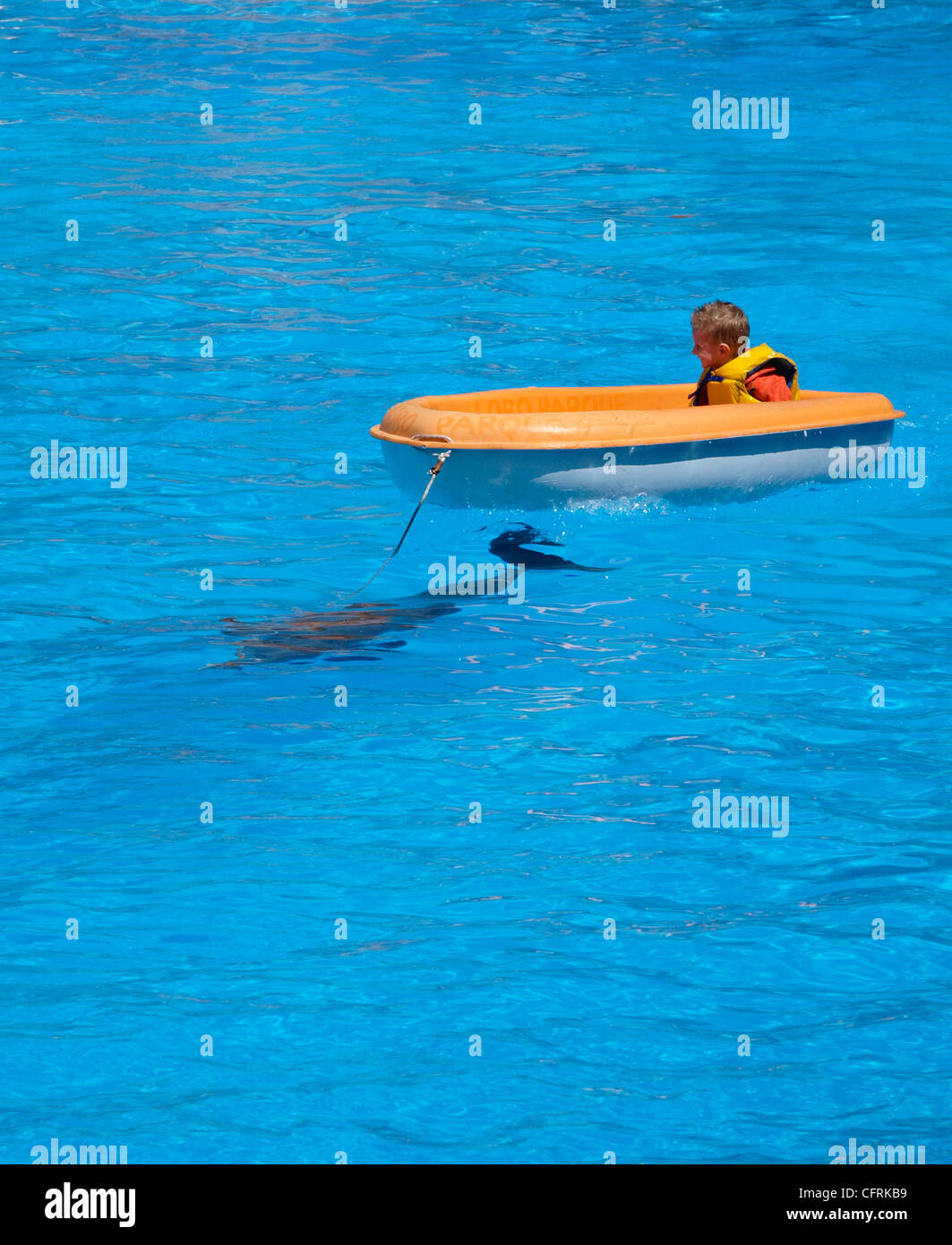 DOLPHIN SHOW AT LORO PARQUE TENERIFE Stock Photo - Alamy