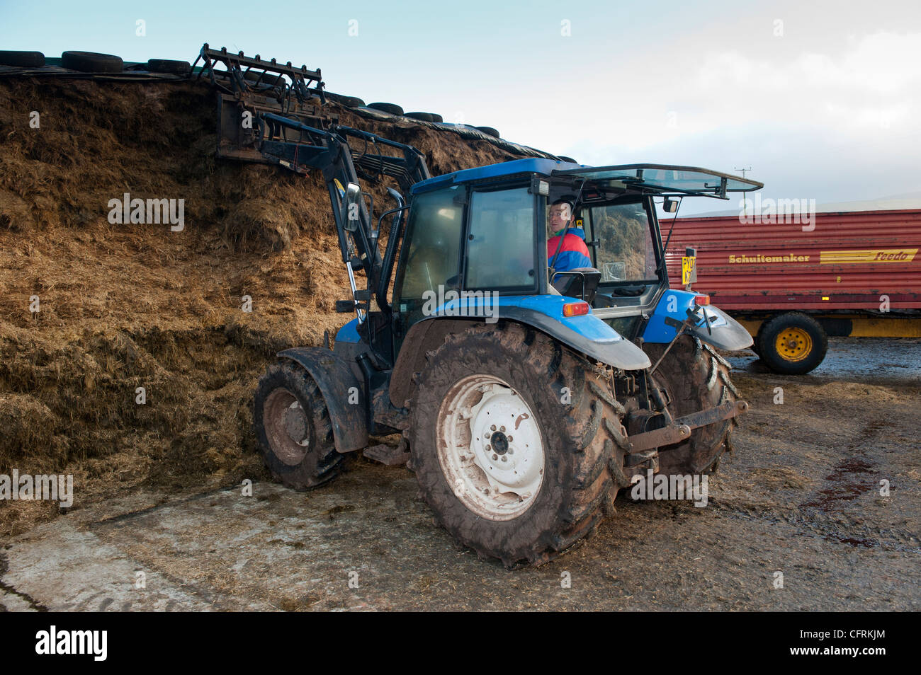 Loading feeder with silage from clamp with tractor and loader Stock ...