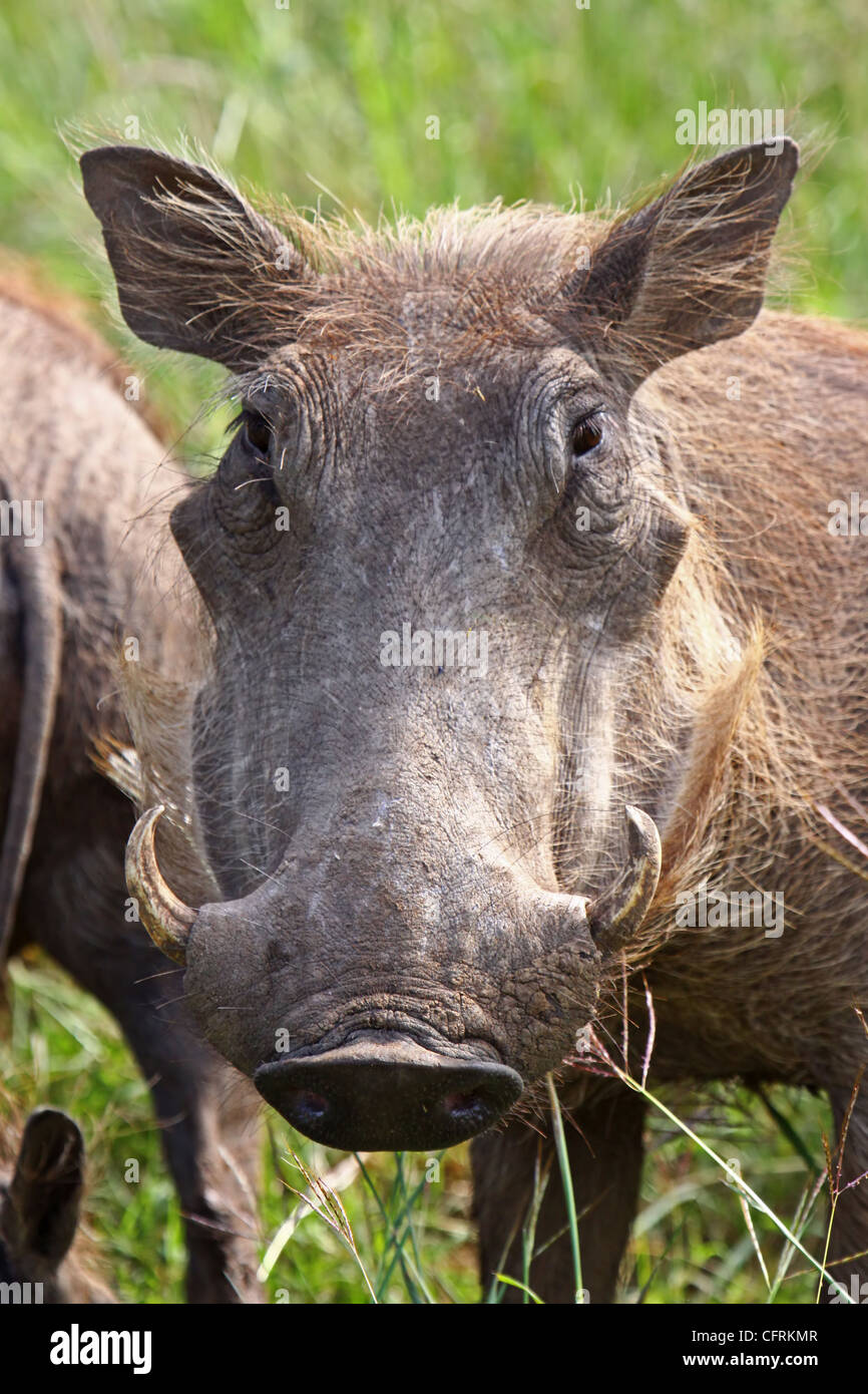 Warthog, South Africa, wildlife, Phacochoerus africanus Stock Photo - Alamy