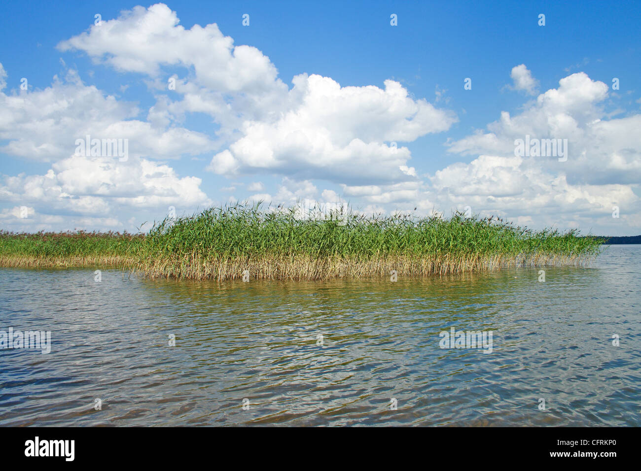 Reed water plant growth hi-res stock photography and images - Alamy
