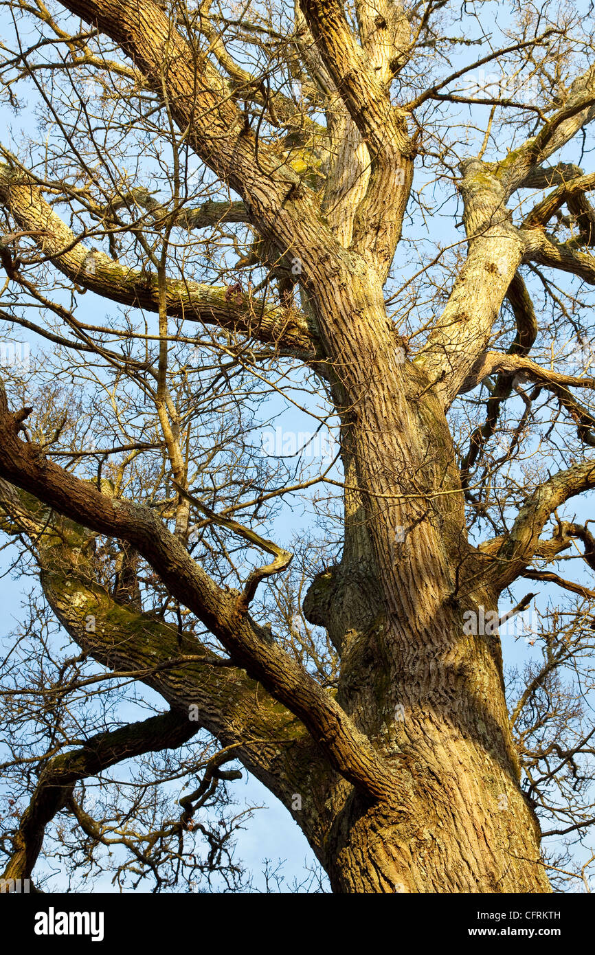 The branches of an Oak trees in the New Forest, Hampshire UK ...